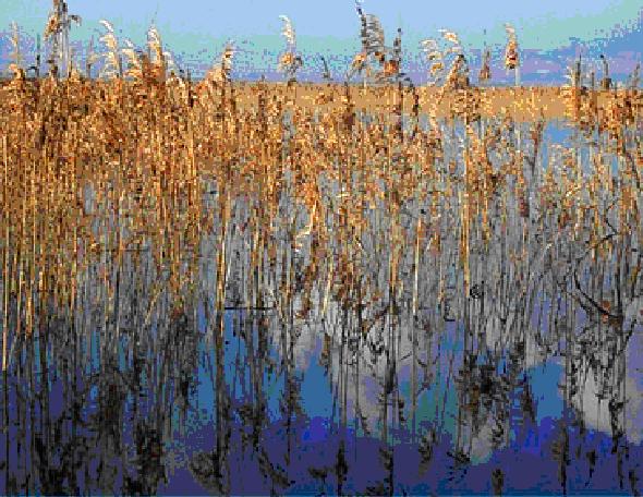 Mi blog de Biología y Geología