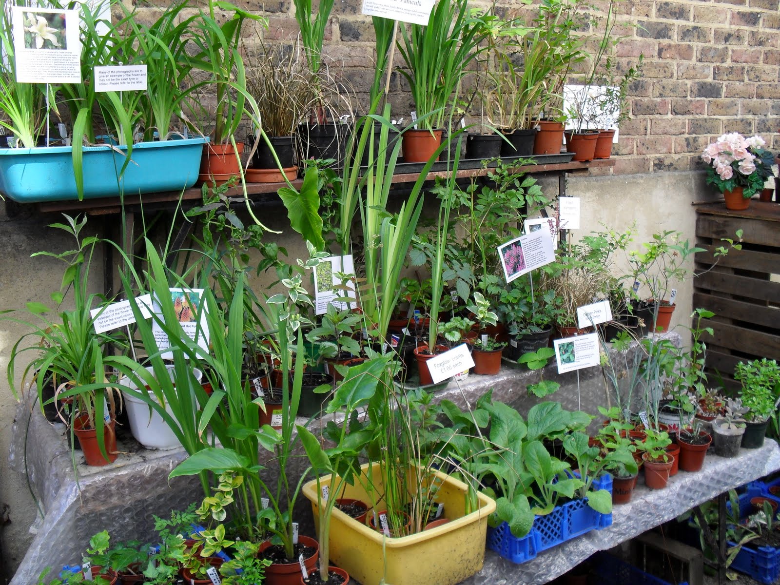 Donating Vegetables | Humanity at Heart