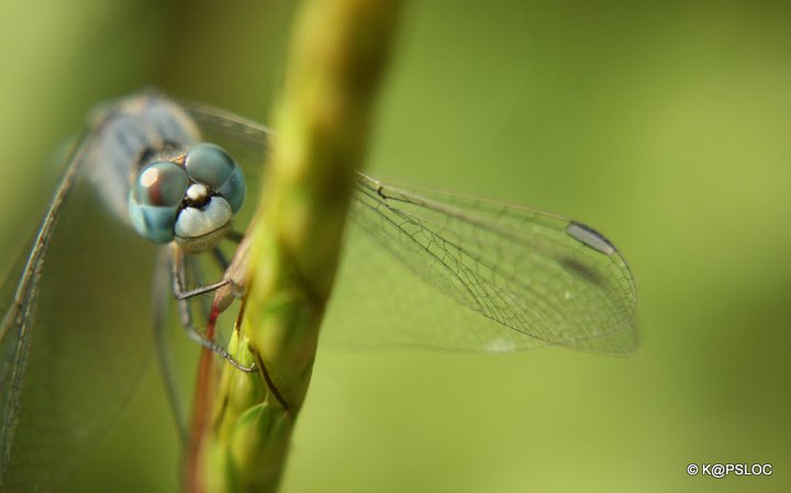Smiling Dragonfly | Love About.....MENDAL2