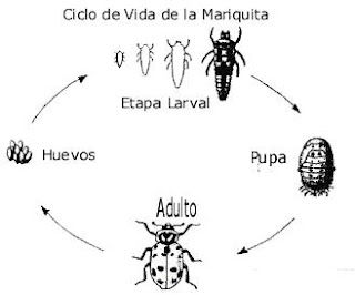 ¿Que son los insectos ametábolos?
