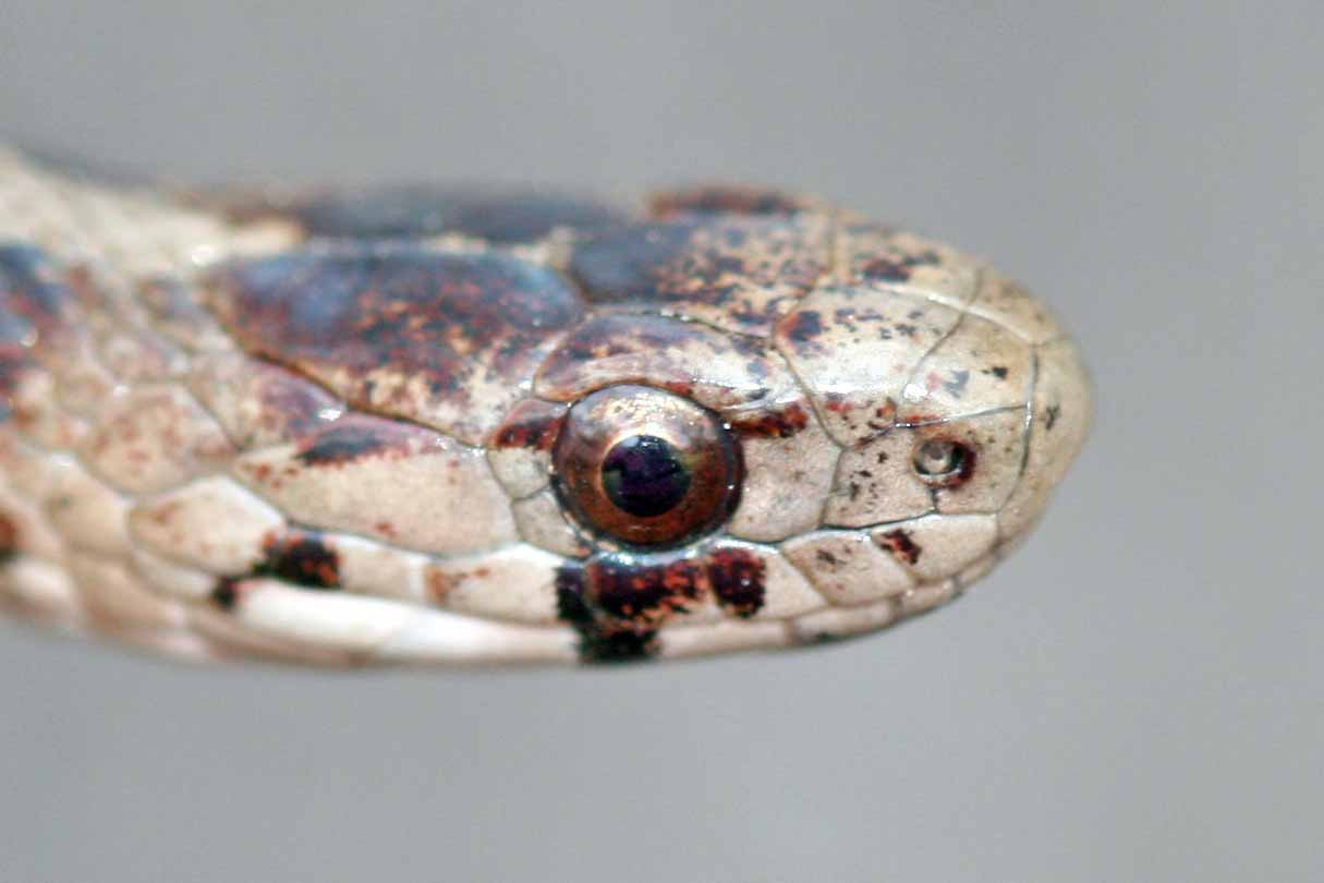 hooly's hikes and bugs: We Saw the Dogs