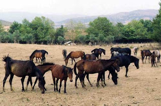 ΖΩΙΚΗ ΠΑΡΑΓΩΓΗ: ΕΚΤΡΟΦΗ ΙΠΠΩΝ