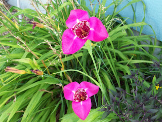 Along the Picket Fence: Tigridia: aka Mexican Shell Flower