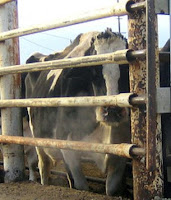 Philippines Cattle Raising: Catigbian: Bohol’s Livestock Capital
