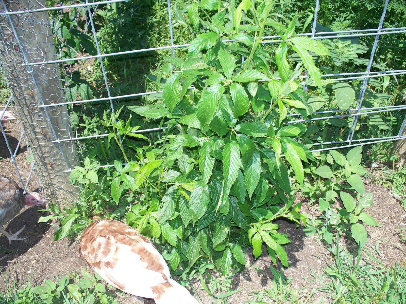 Bishop's Homegrown Produce/Face Of The Earth Seed: White Blackberries ...