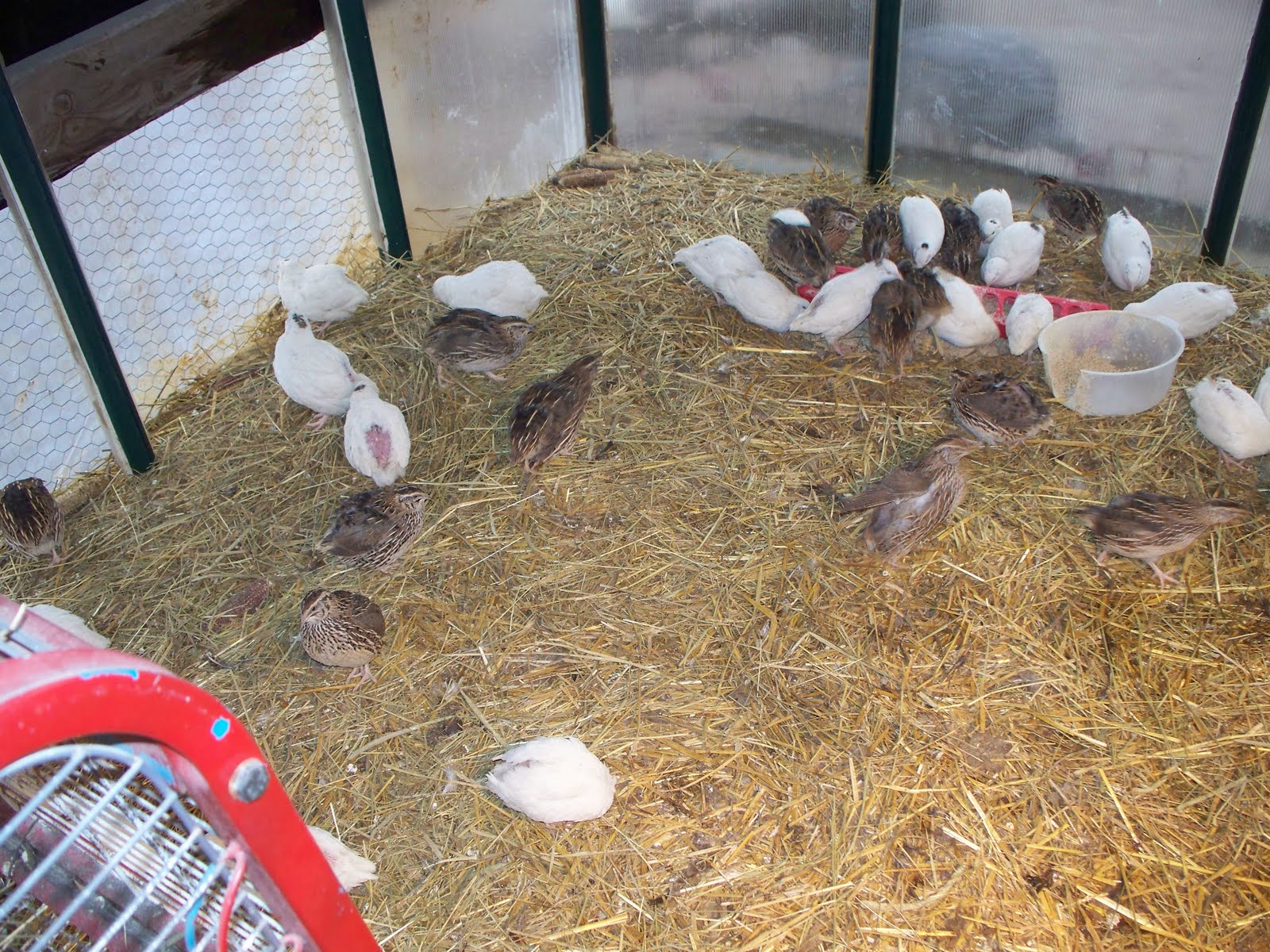 Bishop's Homegrown Produce/Face Of The Earth Seed: Coturnix Quail Aviary.