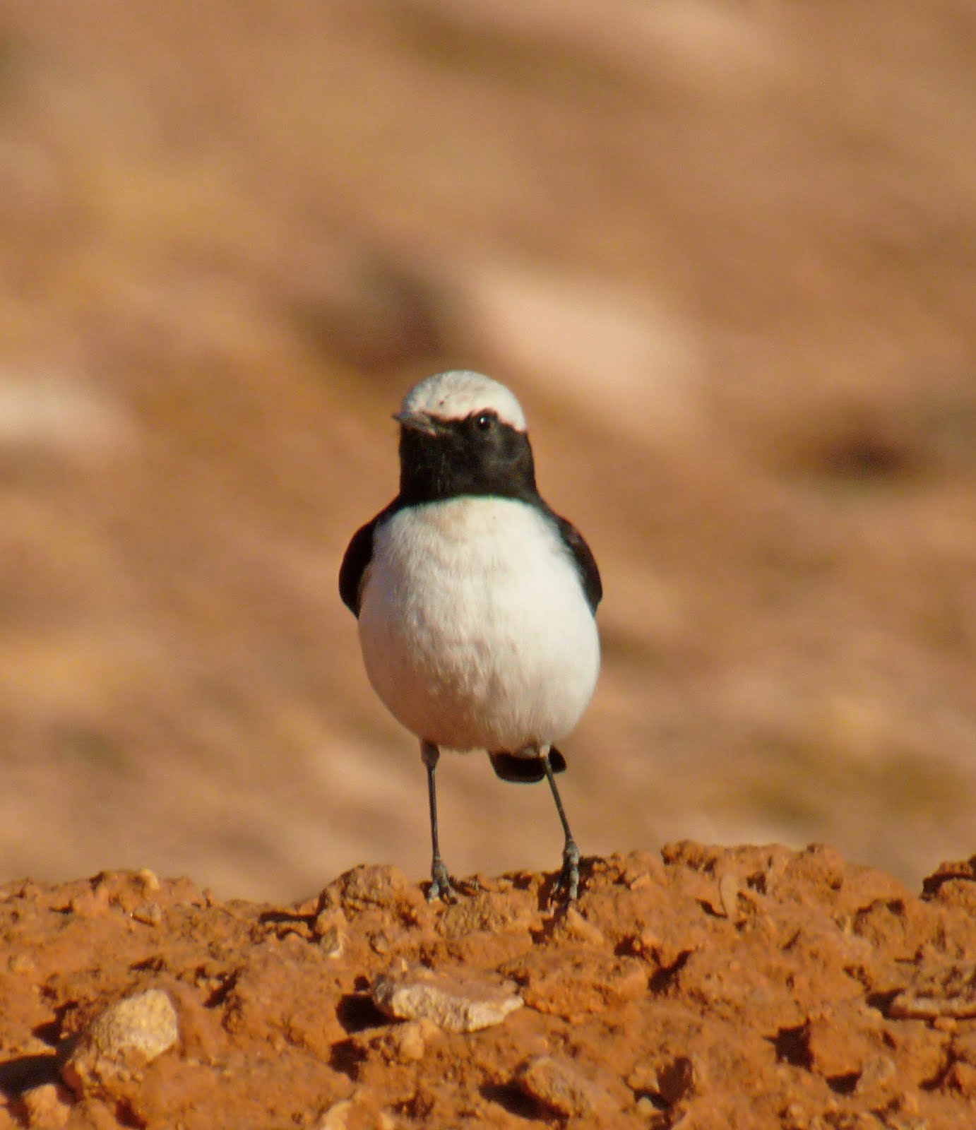 Hedgeland Tales: August 2010