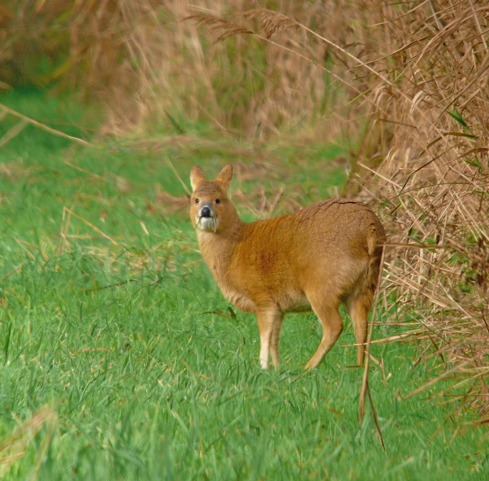 Hedgeland Tales: Chinese Water Deer