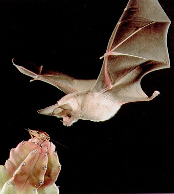 Animal Behavior and Ethology: The mustached bat