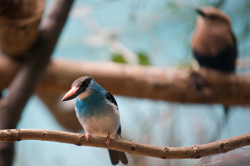 Derek Brad Photography: Birds: Philadelphia Zoo