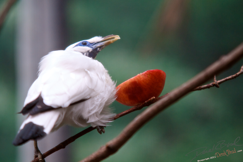 Derek Brad Photography: Birds: Philadelphia Zoo