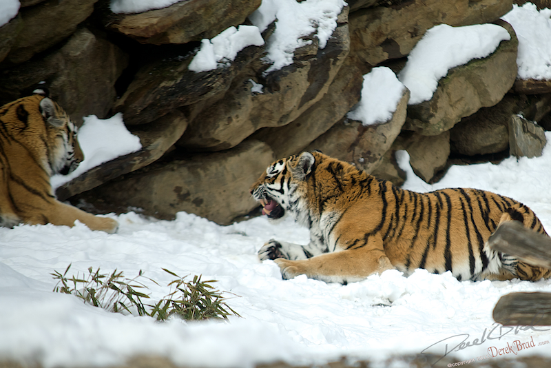 Derek Brad Photography: Big Cats : Philadelphia Zoo