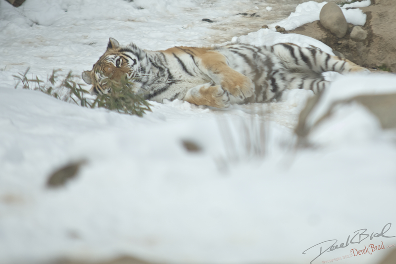 Derek Brad Photography: Big Cats : Philadelphia Zoo