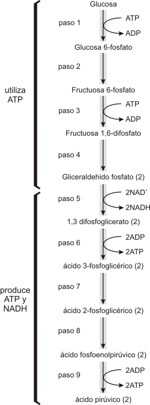 Procesos Catabólicos: La glucólisis