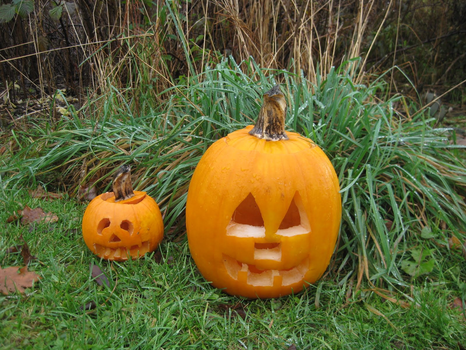 The Wonder Years: Our Own Pumpkin Jack Or An Observation of Pumpkin Decay