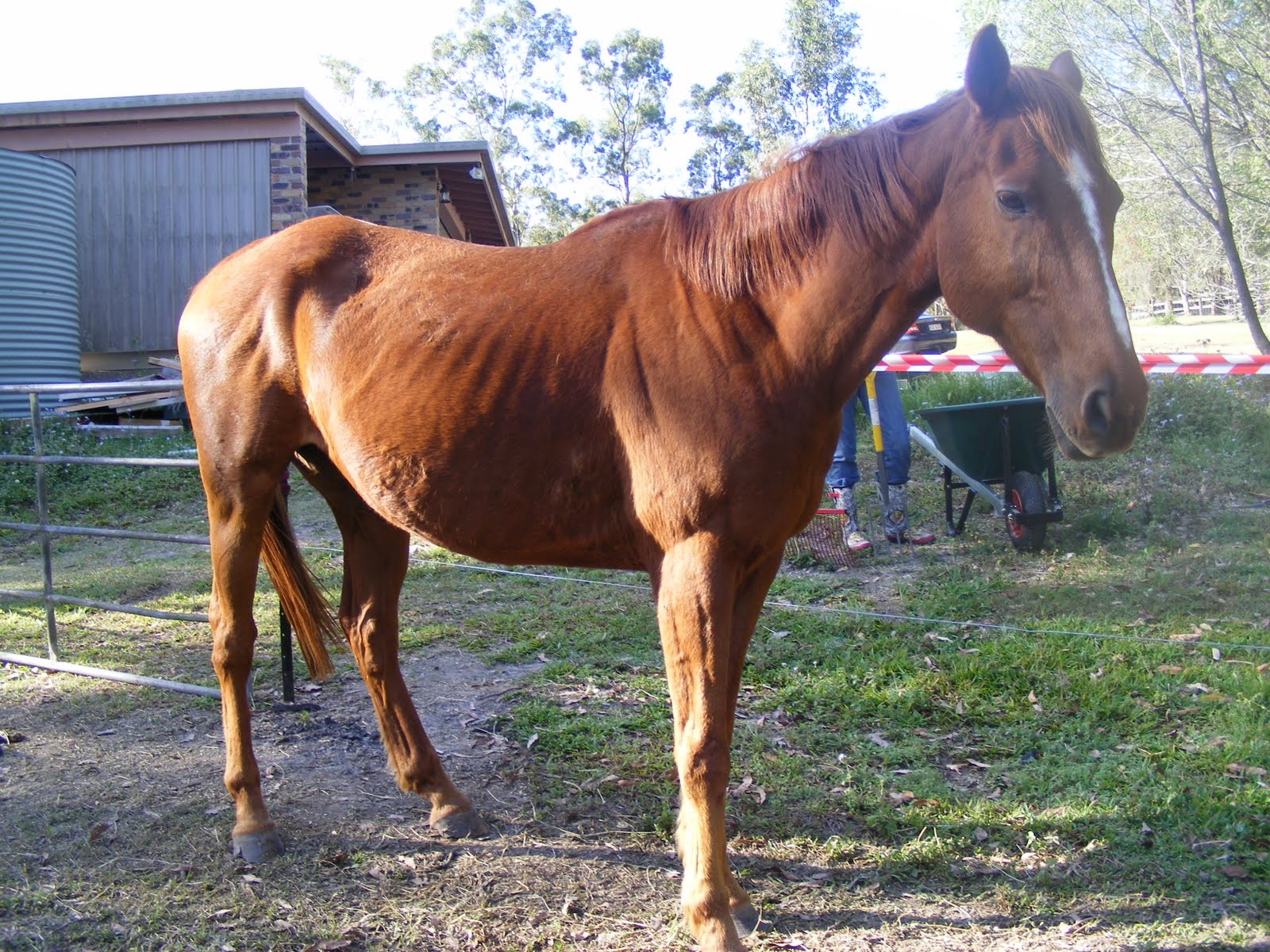 Save a Horse Australia Horse Rescue and Sanctuary: Rescue Horse of the ...