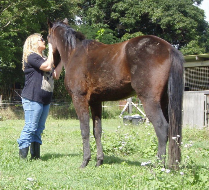 Save a Horse Australia Horse Rescue and Sanctuary: Rescue Horse of the ...