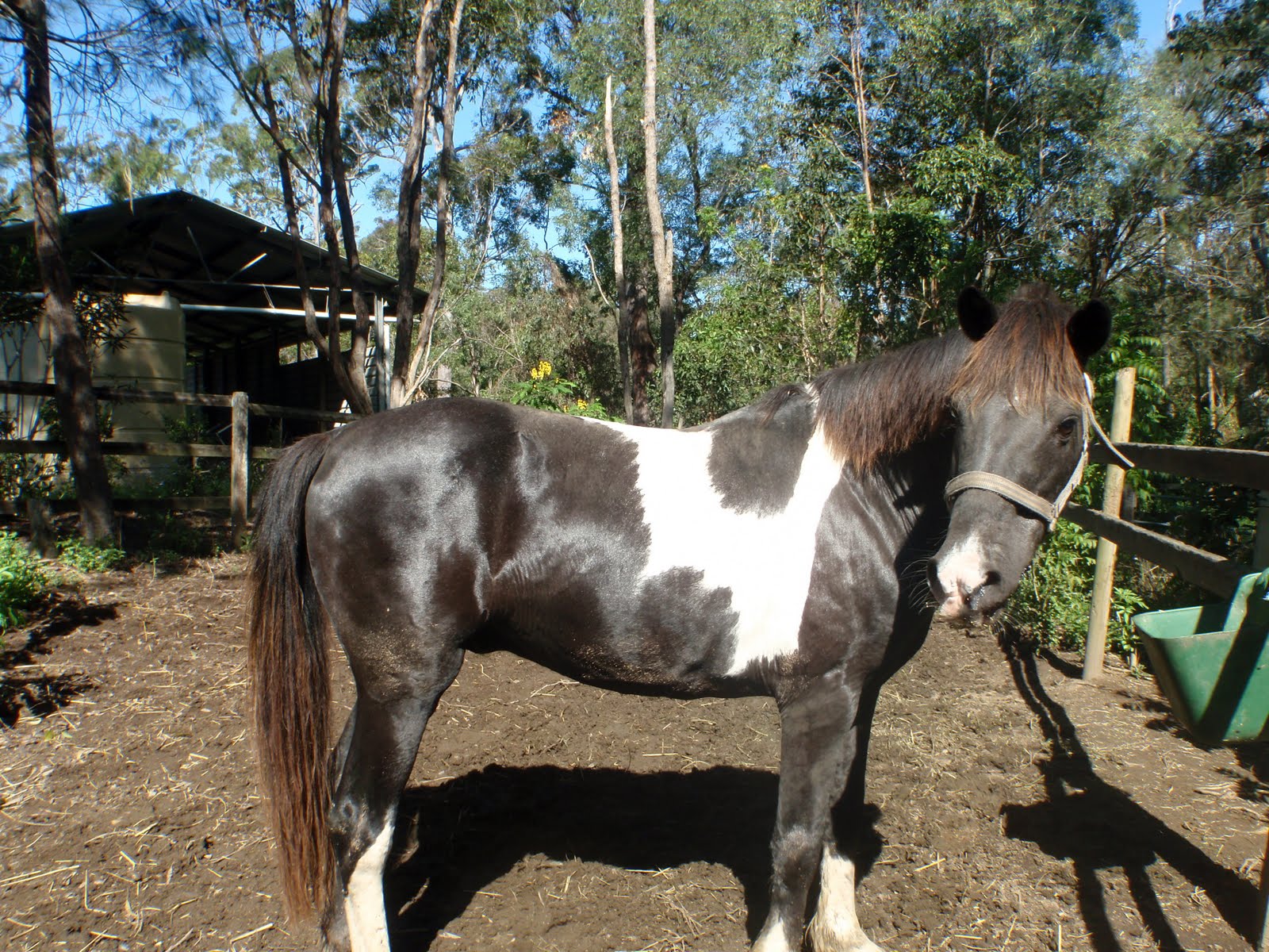 Save a Horse Australia Horse Rescue and Sanctuary: Chance Has Retired ...