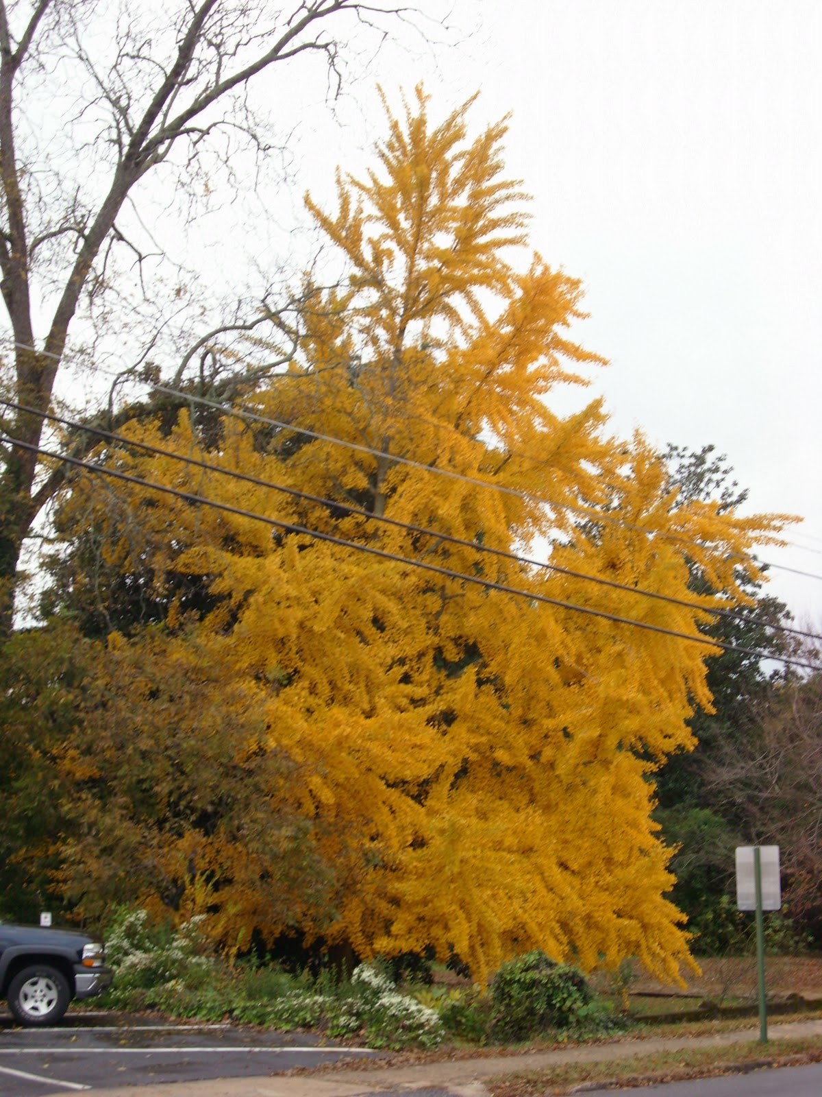 Pinewood Cottage Garden: The Ginko Tree