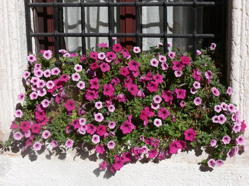 A Trip to Florence: Venice flowers and gondolas