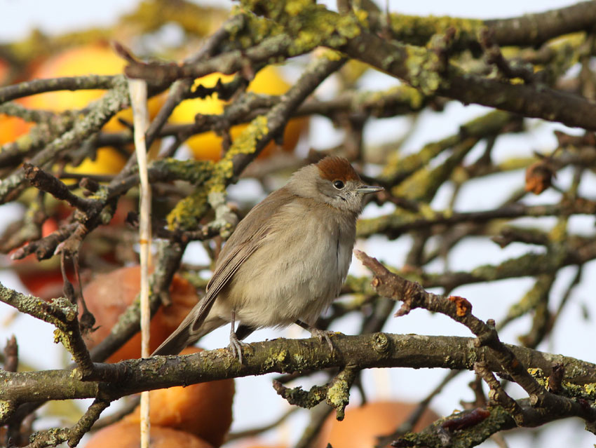 North Cumbria Birds