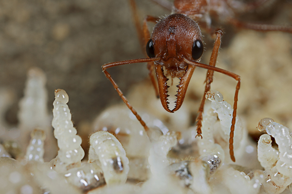 FORMIGUES GEGANTS AUSTRALIANES - El Món de les Formigues