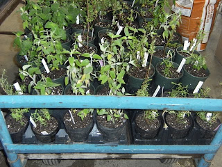 A Garden A Day: Salvia Cart (various from grower in North Carolina)