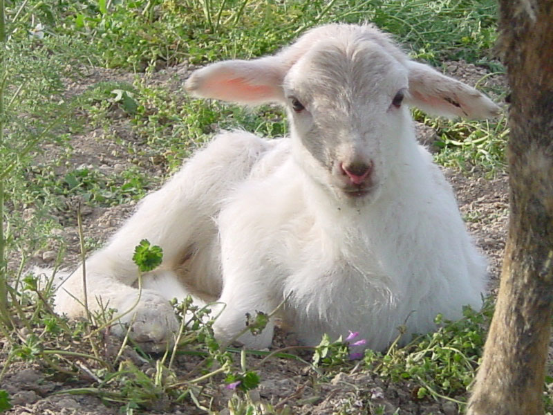 BLOG MIRIAM: CORDERO