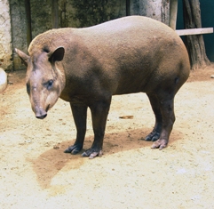 distribucion de la danta