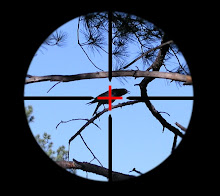 Rook Rifles Of Our Own