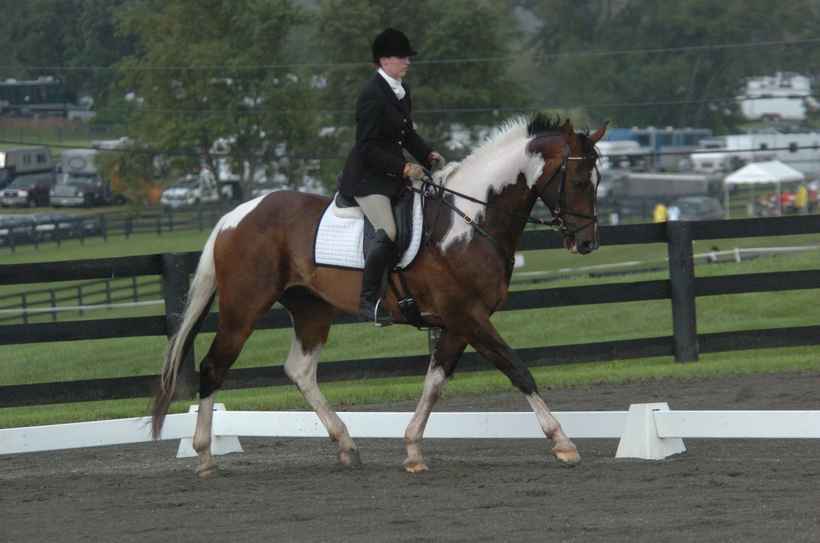 Jennifer Morse Sport Horses: June 2010