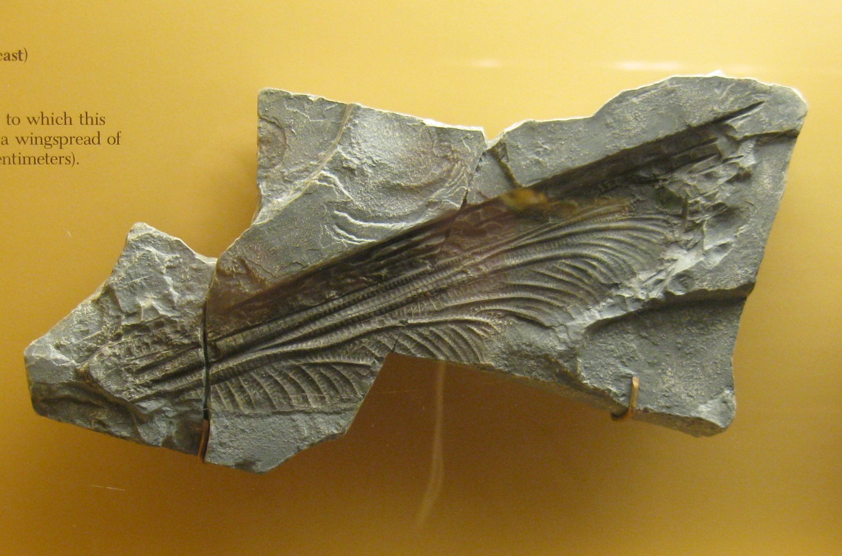 randuwa: Smithsonian Museum of Natural History View #4: The Hall of ...