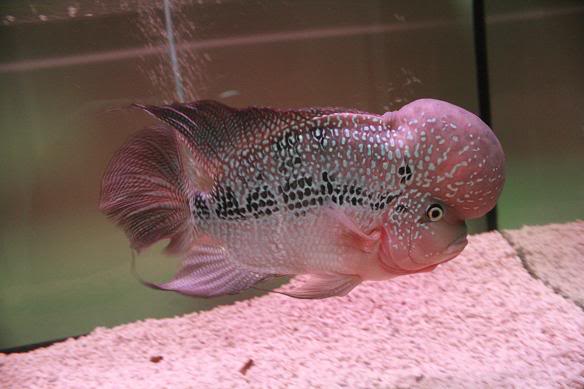 Flowerhorn Fish Craze: 5 Ways To Differentiate Between A Kamfa and Zz?