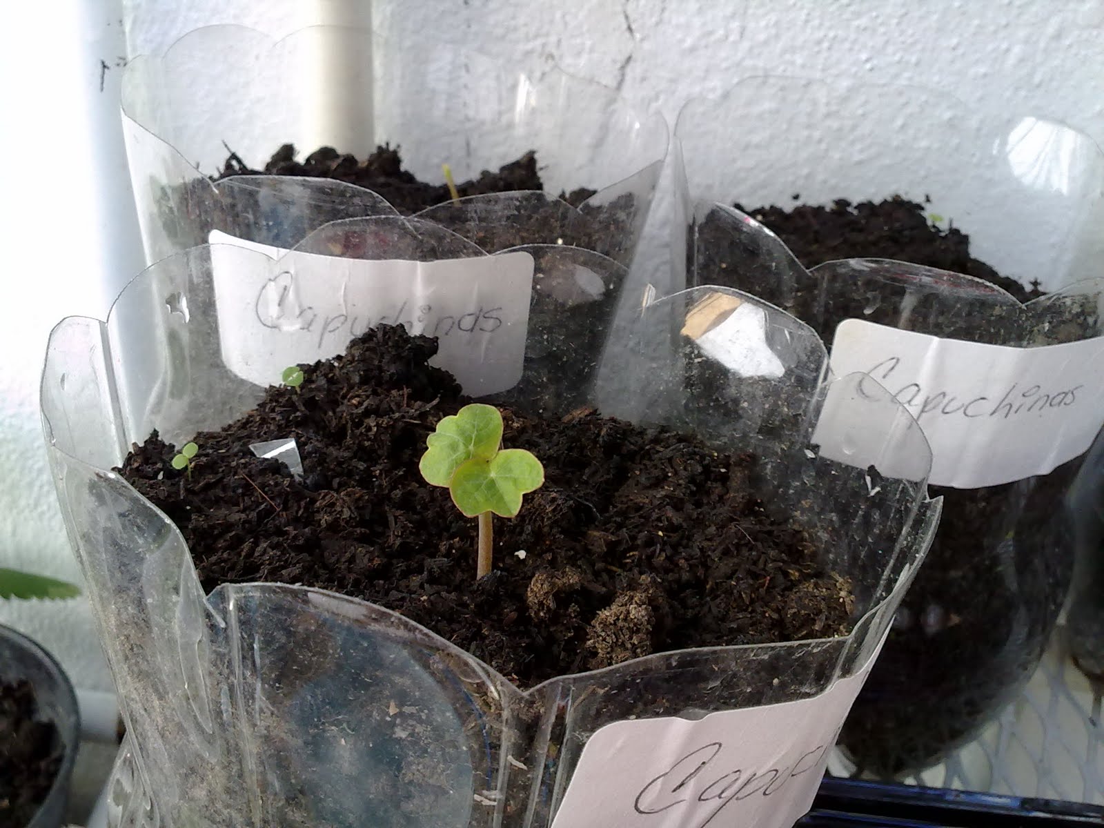 De plantas y algo mas: Proyecto SIEMBRA COMUNITARIA...