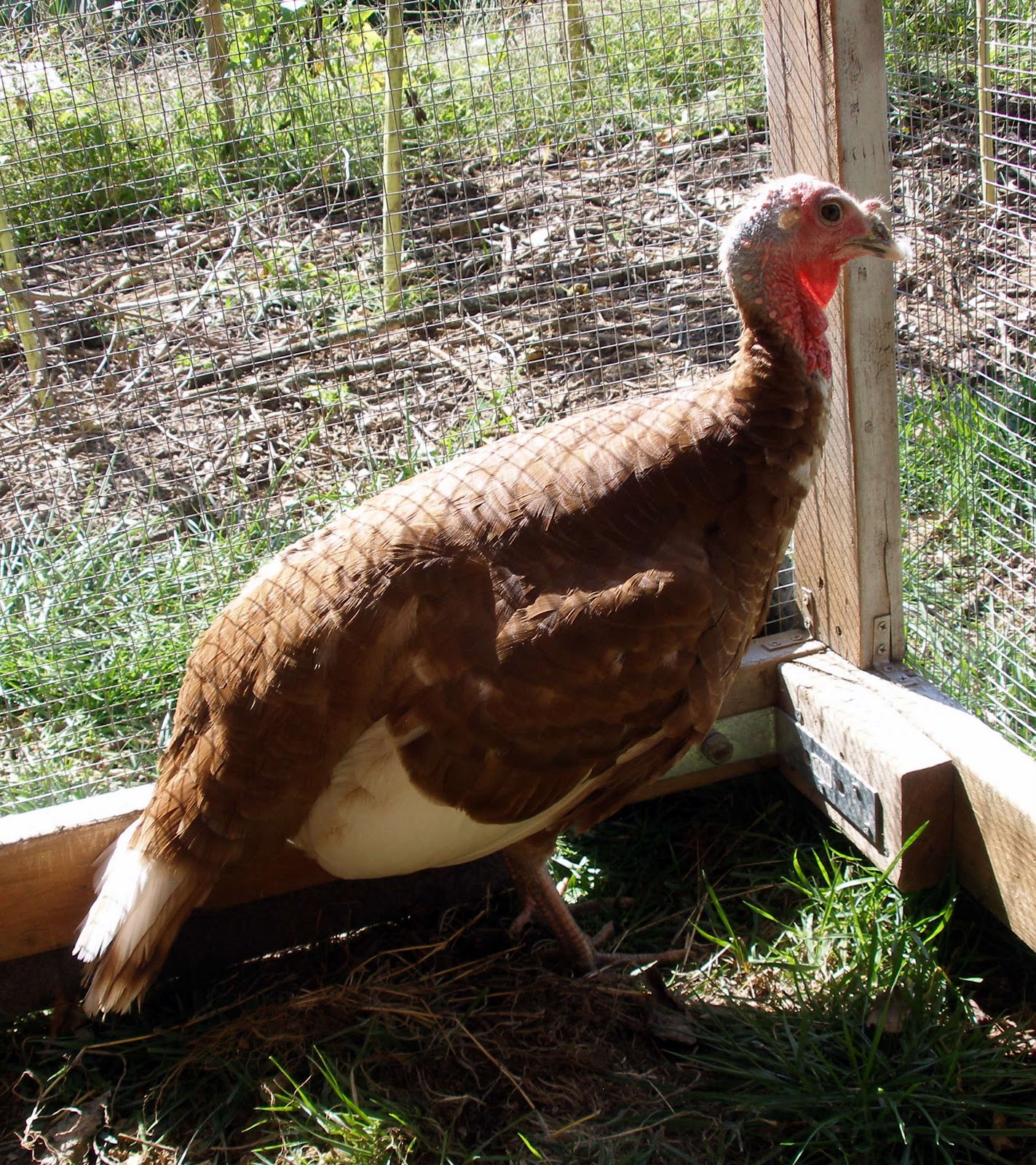 Living the Frugal Life: Turkey Update