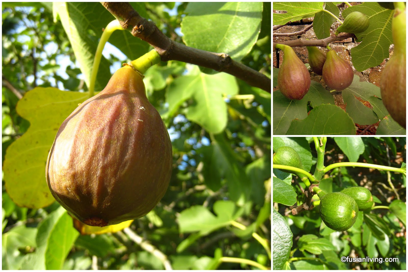 Our Delightful Fig Harvest | Grow Your Own Veg Blog. Gardening and Food ...