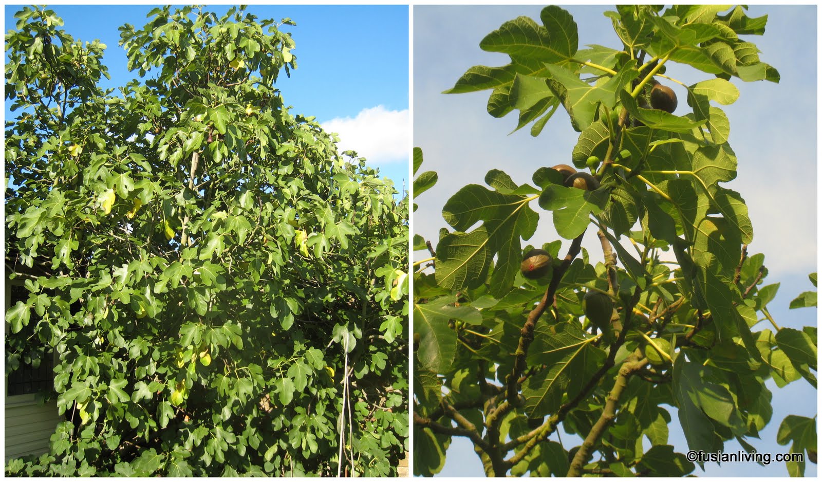 Our Delightful Fig Harvest | Grow Your Own Veg Blog. Gardening and Food ...