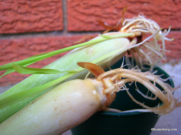 Grow Your Own Aromatic Lemongrass For Thai And Malaysian Cooking Grow Your Own Veg Blog
