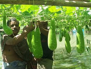 We love Our Bangladesh: Gourd (Laau /Kadu)