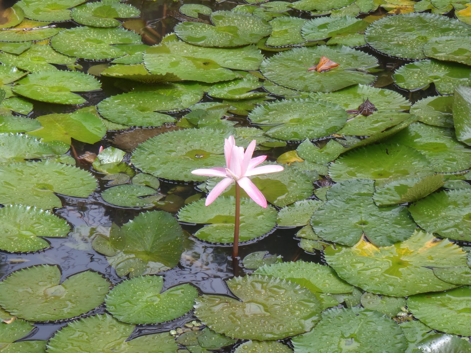 Kanesa Duncan Seraphin: 2010