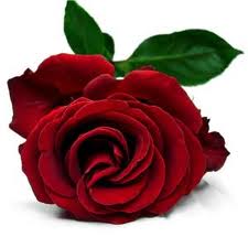 Ensam mamma renoverar: En ros!