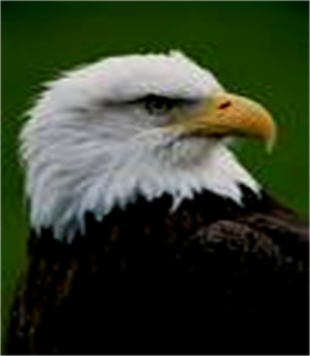 COMENTARIOS Y CURIOSIDADES: COLLADO DEL CONDOR