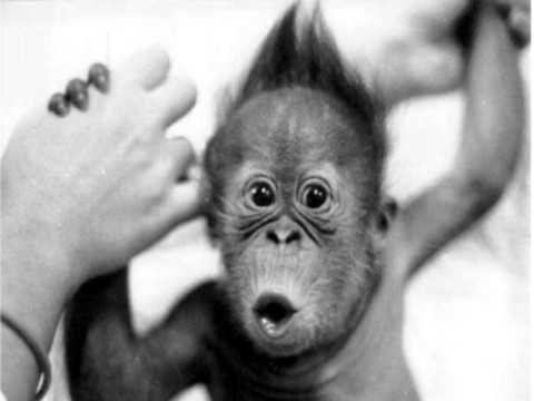 Devaneios Aponeuróticos: Macada reunida!