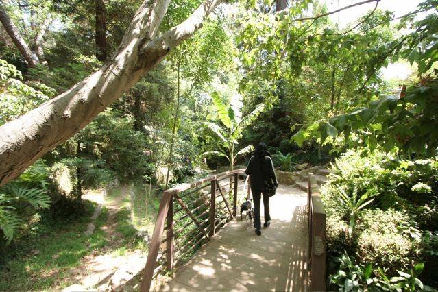 Wandering In LA: Griffith Park: Fern Dell
