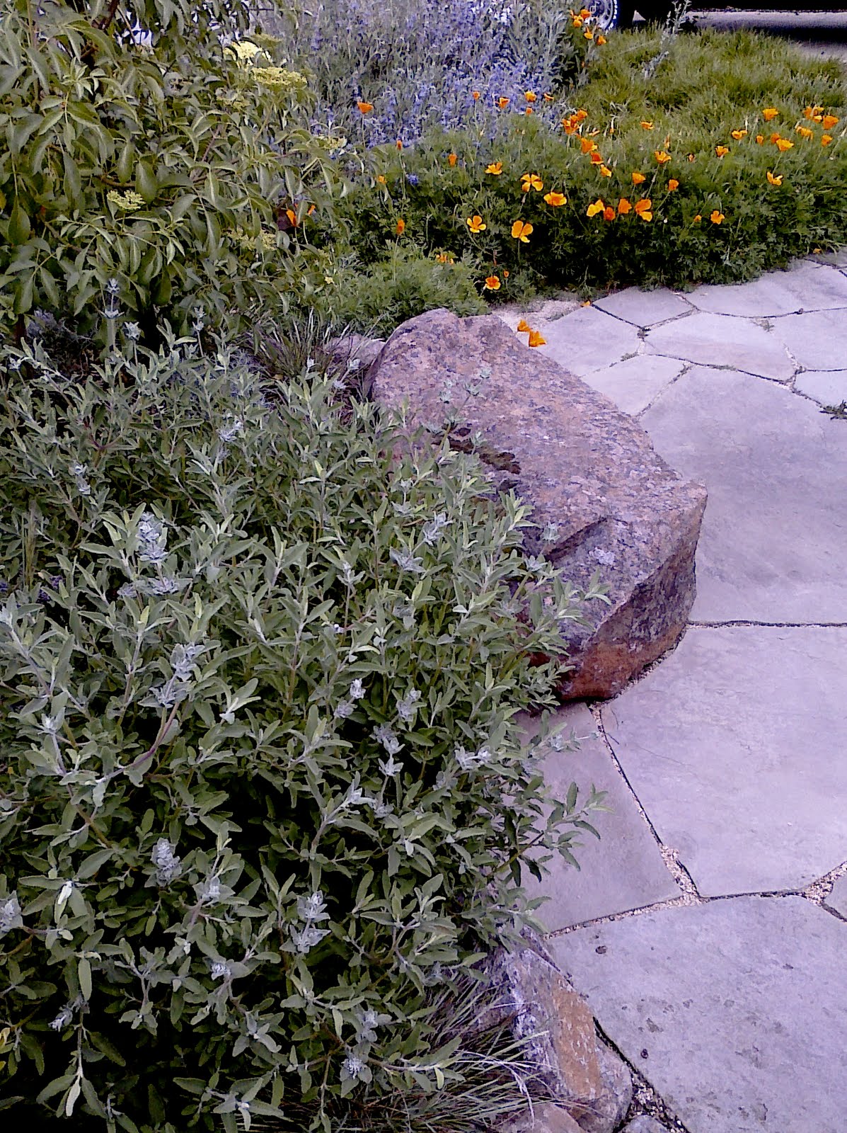 Plant Native Designs: Native Rain Garden : Sunnyvale, Ca.