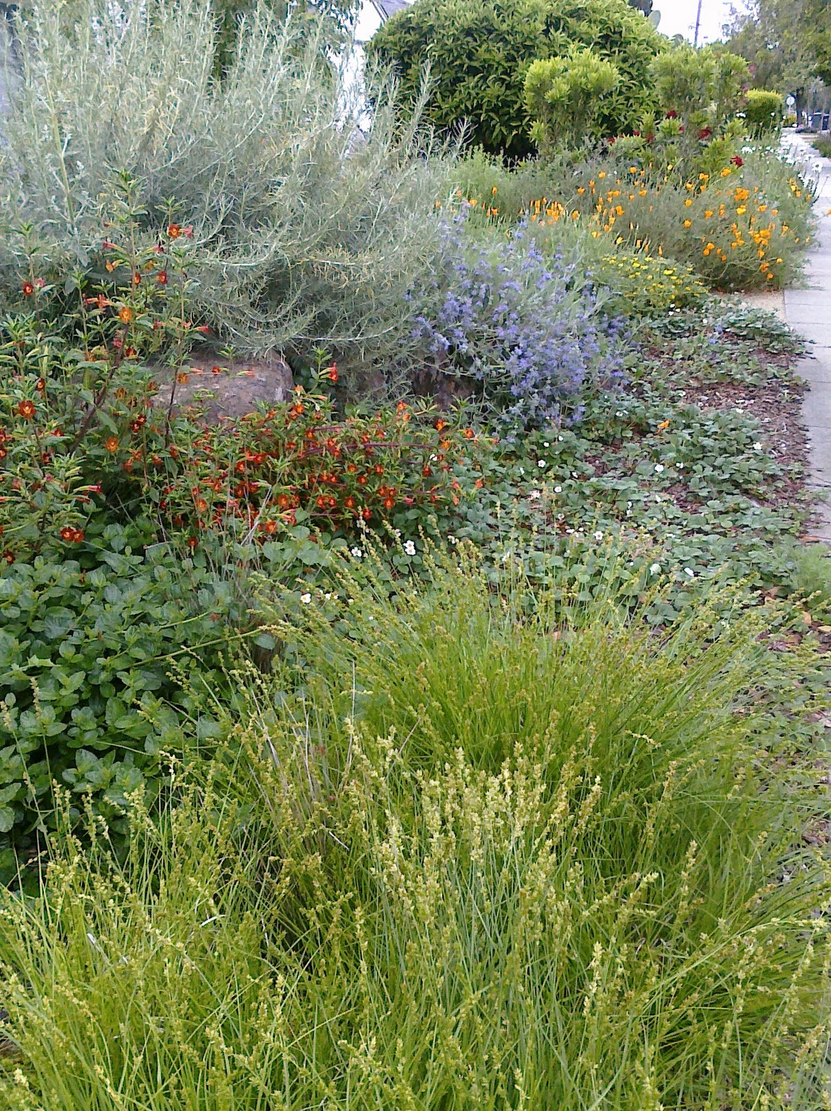Plant Native Designs: Native Rain Garden : Sunnyvale, Ca.