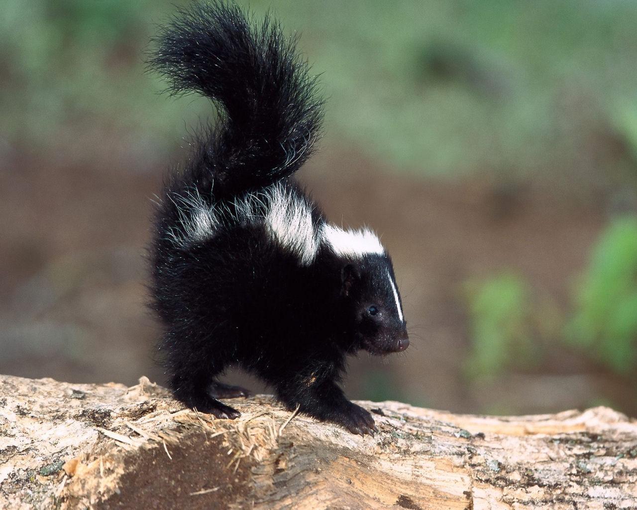 wallpaper-best-size: skunks wallpaper