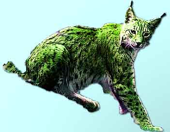 My Green Lynx