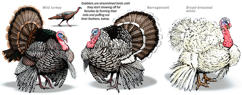 City Turkey | Smart Cities Dive