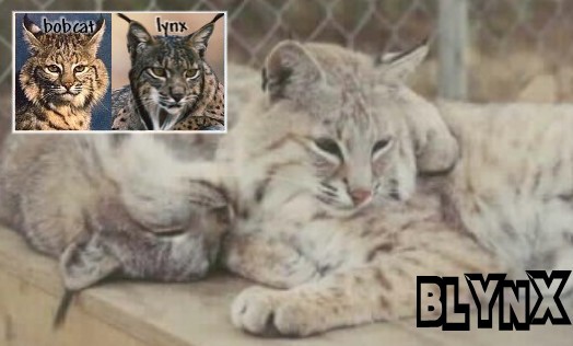 Bobcats and Lynxes (Canada and Eurasian) can produce hybrid offspring ...